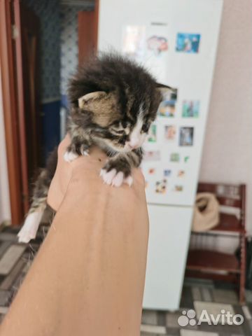 Отдам котёнка бесплатно в хорошие руки