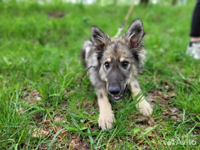 Малыш Марсель ищет дом