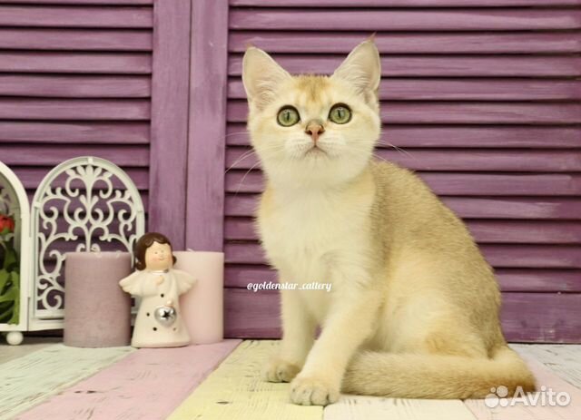 Золотая шиншилла кошечка