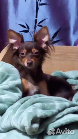 Той-терьер девочка ищет жениха