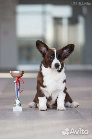 Щенок вельш корги кардиган