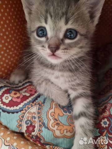 Котенок тигруня сладкий мальчик в поисках Дома