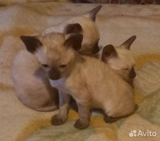 Котята корниш-рекс