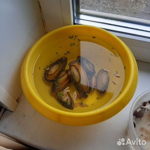 Улитка,мидии пресноводноя