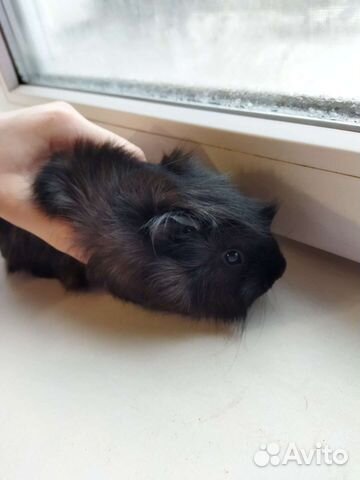 Морская свинка бесплатно