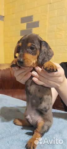 Чистопородные