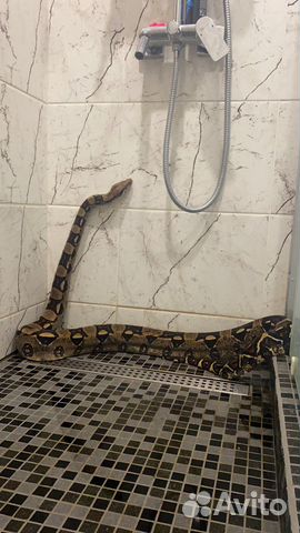 Вязка императорского удава