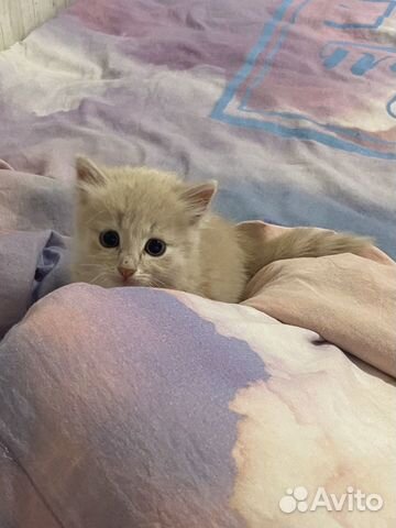 Котенок мальчик бесплатно