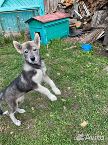 Хаски маламут