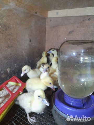 Мускусные утята (индоутки)