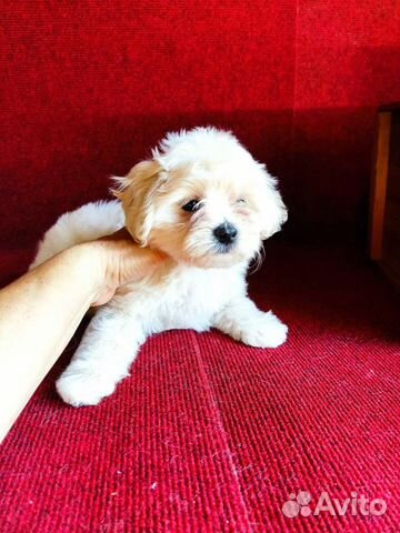 Мальтипу девочка