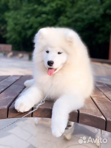 Щенки самоеда