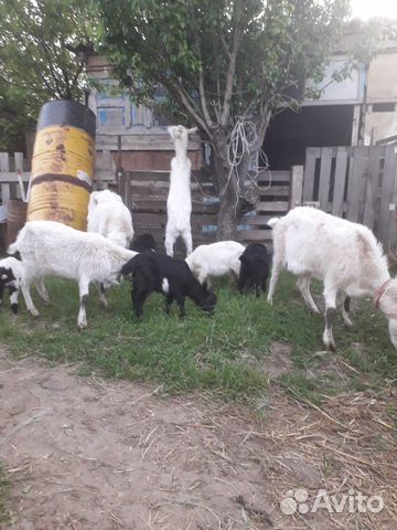 Козы дойные молочные