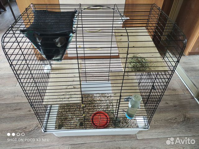 Шиншилла черный бархат