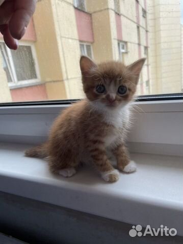 Рыжий котенок девочка в дар