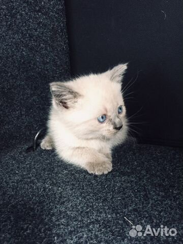 Котенок