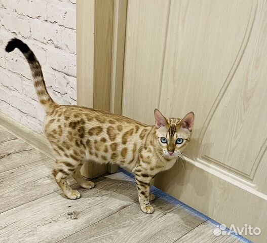 Бенгальская кошечка ищет жениха