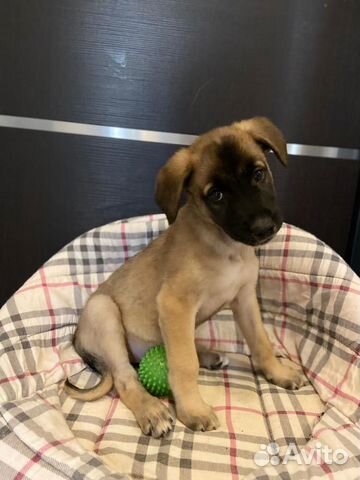 Девочка Венди, 3 месяца, в дар