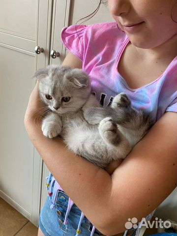 Продаются шотландские котята