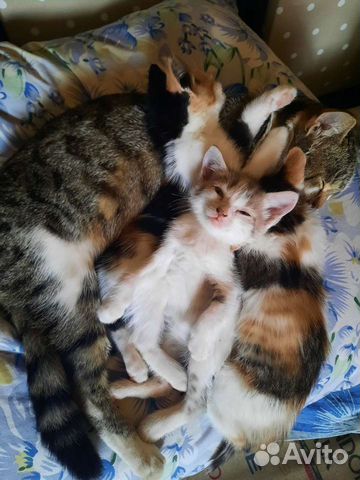 Котята,прелестные девочки, в добрые руки бесплатно