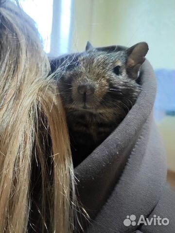 Дегу в добрые руки