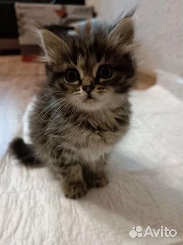 Сибирская кошка бесплатно