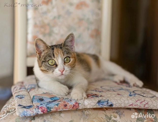 Ляля - миникошечка с серьезным взглядом ищет дом