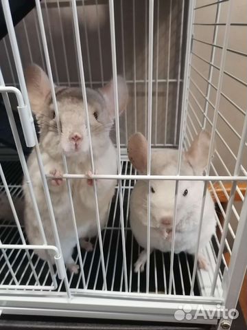 Шиншиллы (пара)