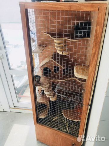 Шиншилла и витрина