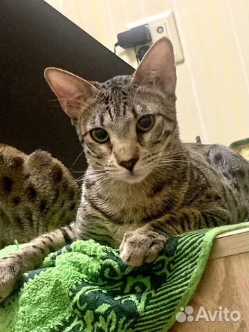 Котенок саванна