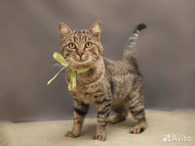 Кот в добрые руки