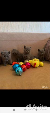 Британские котята