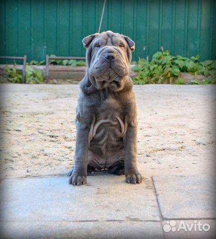 Чудесные детки