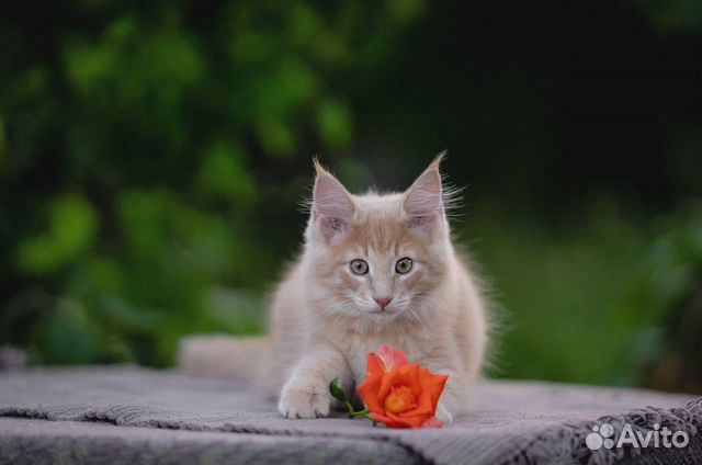 Норвежский лесной котик