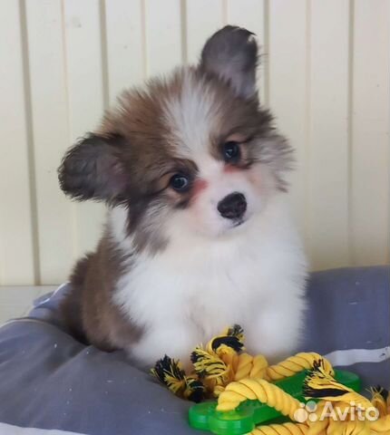 Вельш корги пемброк флаффи