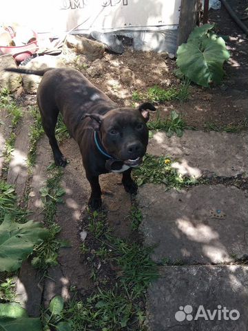 Щенки стаффорда бесплатно