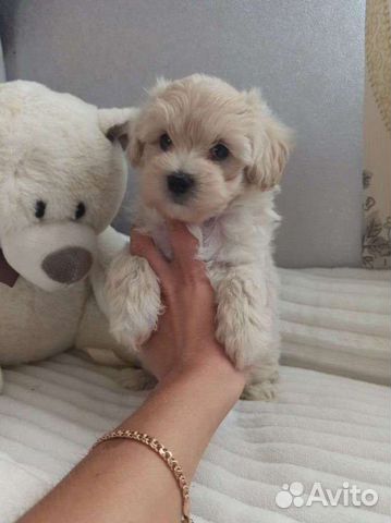 Мальтипу ваниль Жемчуг невероятные малыши