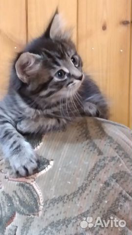 Котеночек в хорошие руки