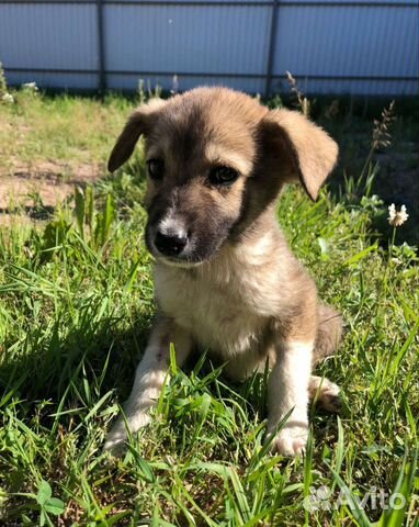 Щеночек в дар