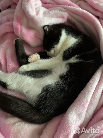 Кошки в добрые руки