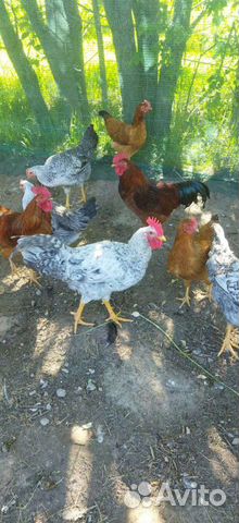 Молодые петушки на племя