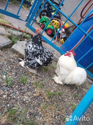 Семья кохенхинов