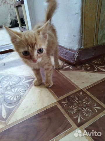 Маленький рыжий котенок ищет дом