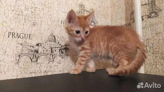 Котенок мальчик 2мес в дар