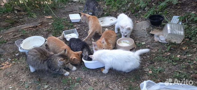 Котята пропадают на улице