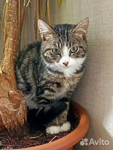 Котенок Юми в добрые руки