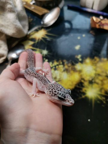 Эублефар самка