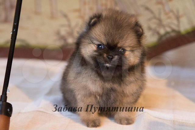 Кнопочка Лилу шпиц