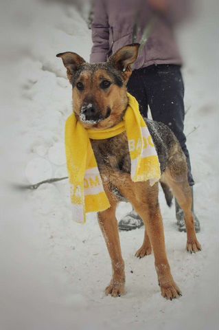 Ласкуша Комета хочет домой