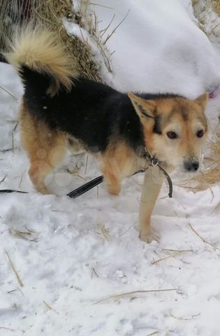 Ёжик ищет дом